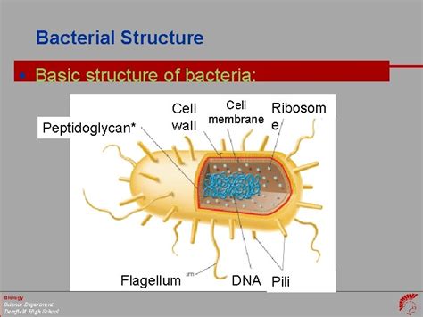 Bacteria Viruses Biology Science Department Deerfield High School