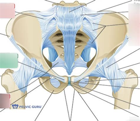 Label The Pelvic Ligaments Diagram Quizlet