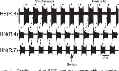 Figure 1 From A Central Pattern Generator Producing Alternative Outputs Phase Relations Of