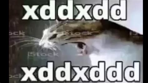 Gato Riéndose Xdddd 10 Minutos Youtube