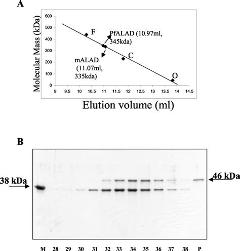 Elution Profile Of Rmalad And Rpfalad On Superdex 200 Column The Two