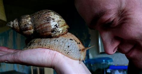Siput Babi Gergasi Paling Besar Di Dunia