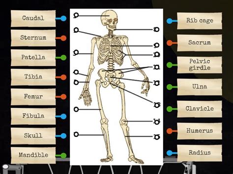 Chapter 14 Part 1 Human Skeleton System Labelled Diagram