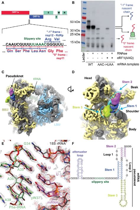 The Sars Cov 2 Pseudoknot Interacts With The Ribosome And Pauses Download Scientific Diagram