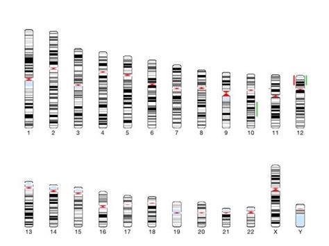 matlab plotting copy number variations with chromosomes researchgate