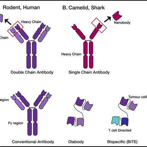 The Advantages And Disadvantages Of Targeting Three Main Types Of