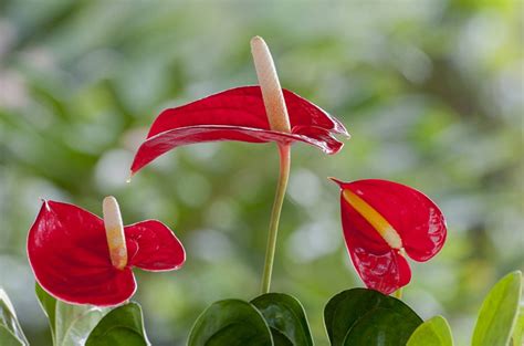 給獅子座送什麼花最合適 蘭亭花集