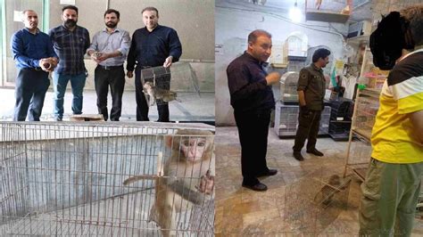 کشف یک قلاده میمون، ۷ قطعه کبک و یک قطعه قرقاول وحشی در مشهد