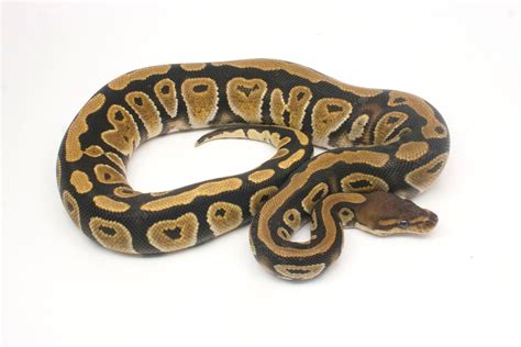 cypress ball python traits morphpedia