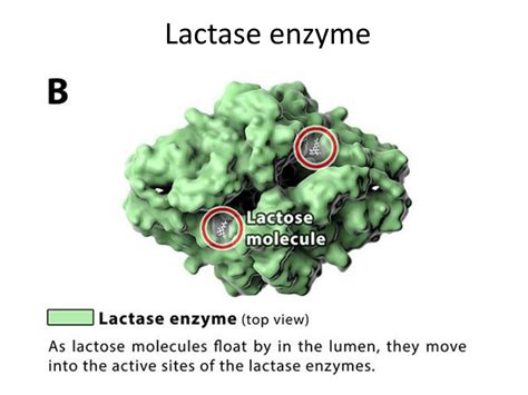 Lactase Enzyme Structure And Function At Mickey Munos Blog