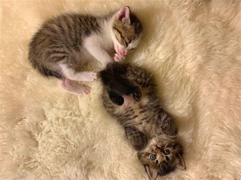 風を知らない生後1か月の元保護ねこ 見えざる敵と戦うかわいらしい仕草が話題に 「いつまでも見ていられる」 Hint Pot 3