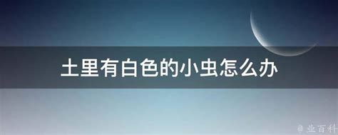 土里有白色的小虫怎么办 业百科