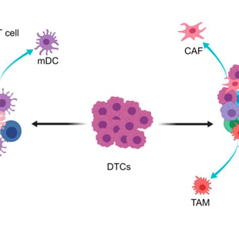 The Interaction Of Immune Cells And Dtcs As Disseminated Tumor Cells Download Scientific