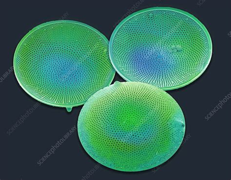 Diatoms Sem Stock Image C0597849 Science Photo Library