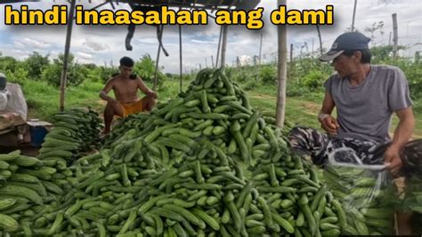 Th Harvest Ng Ampalaya Naka Kilos Na Youtube