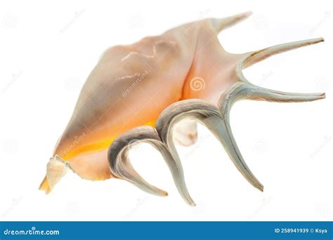 Isolated Tropical Sea Shell Body Stock Image Image Of Body Detail 258941939