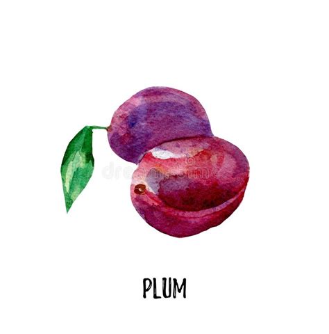 Plum Illustration Hand Drawn Watercolor On White Background Stock