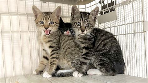 シャーを連発しながらも、ちゅ〜るの魔法にかかった保護子猫達にホッとする ´ｪ`♡ エウレカねこ部