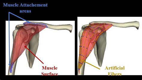 Athe Required Inputs Of The Automated Muscle Decomposition Method Download Scientific