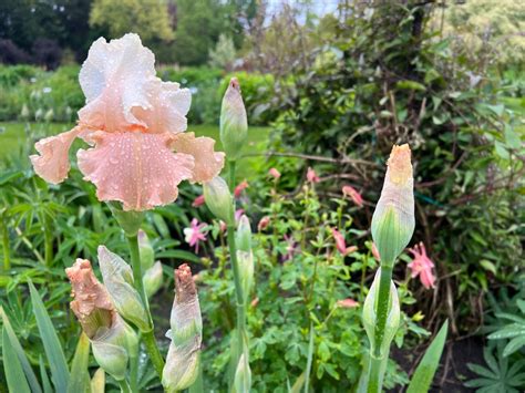 For The Love Of Iris Articles Tips And Notes From Schreiners Iris