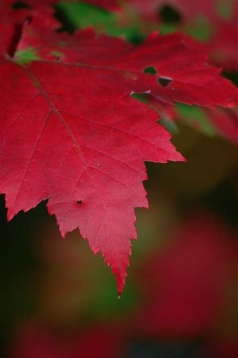 How To Identify Maple Trees Facts About Maple Tree Types IMP WORLD