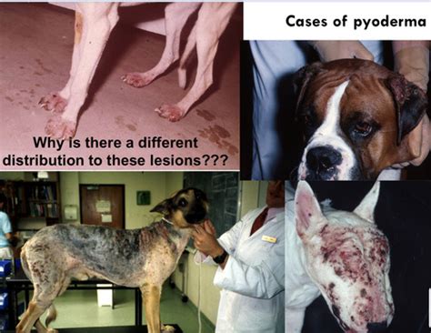 Microbial Causes Of Ulceration Crusting And Alopecia 12 Marjn