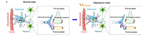 Biol Psychiat曹雄团队从HPA轴的角度揭示了星形胶质细胞在抑郁发生中的重要作用 粤港澳大湾区脑科学与类脑研究中心