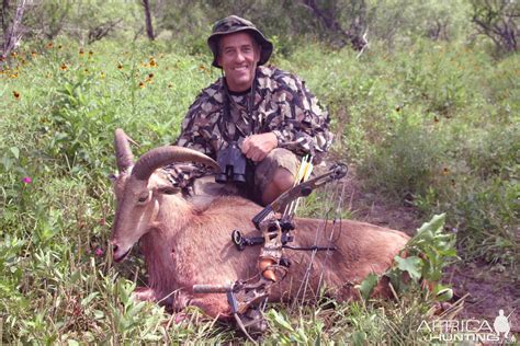 Aoudad