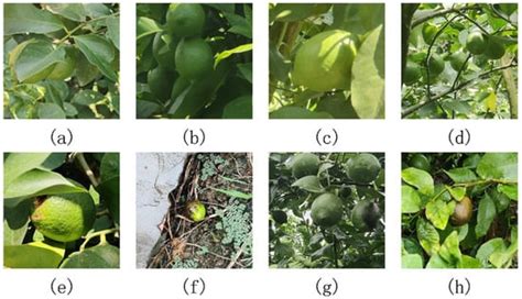 Plants Free Full Text Lsd Yolo Enhanced Yolov8n Algorithm For