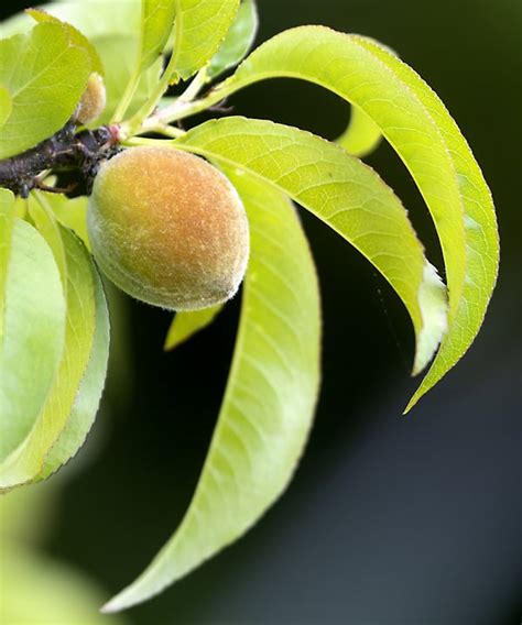 Обои персик фрукт листья