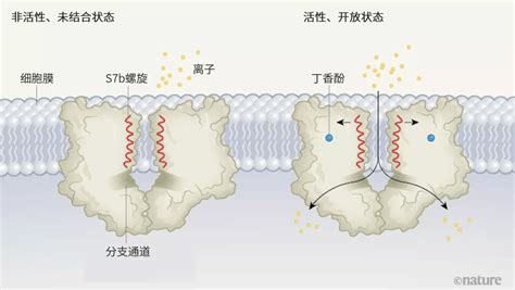 昆虫如何闻到并分辨气味 受体