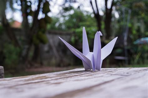 종이 접기 새는 신성한 새이며 장수 희망 행운과 평화의 상징으로 여겨집니다 International Day Of Peace에