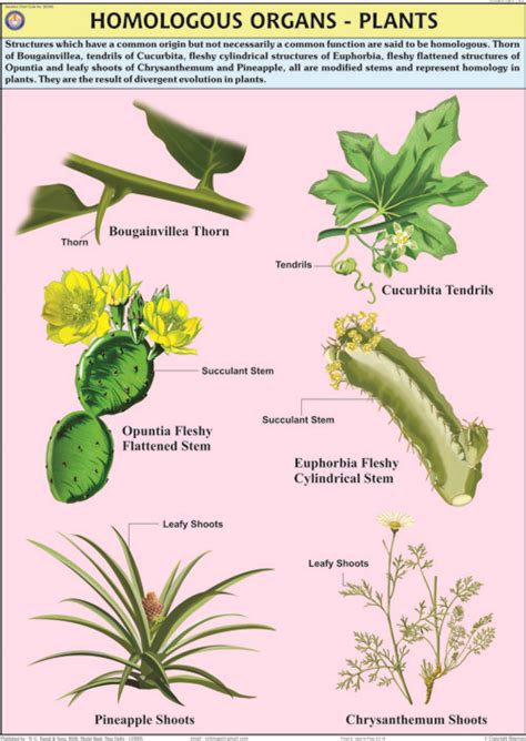Homologous Organs Plants Hospital Equipment Manufacturing Company