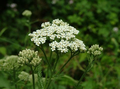 Achillea millefolium L. Тысячелистник обыкновенный — Planta Medica