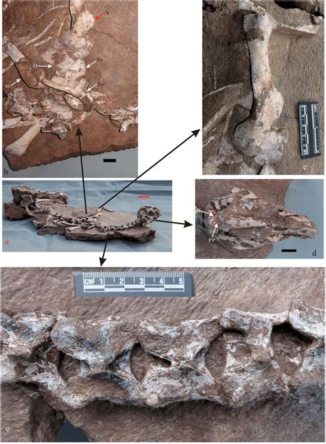 The Holotype Of Tongtianlong Limosus Gen Et Sp Nov Whole Skeleton