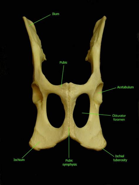 Cat Leg Bone Diagram Pelvis Definition Anatomy Diagra