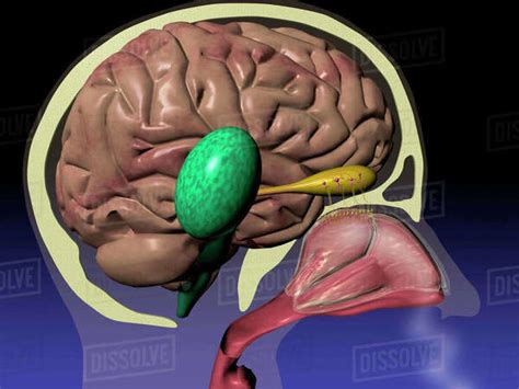 View Of The Human Nasal Passage Skull Brain Olfactory Bulb And The
