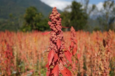 Quinoa Production By Country At Marshall Hite Blog