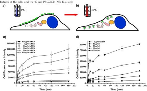 Figure 2 From Nanoparticle Adhesion To The Cell Membrane And Its Effect On Nanoparticle Uptake
