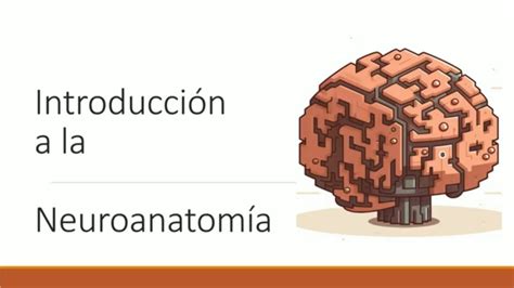Introducción a neuroanatomía YouTube