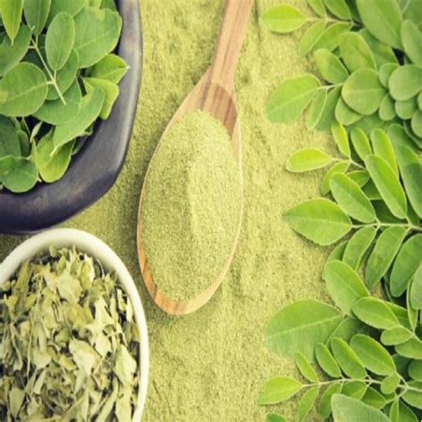 Murungai Ilaipowder Drumstick Leaf Powder முருங்கை இலை பொடி Shop