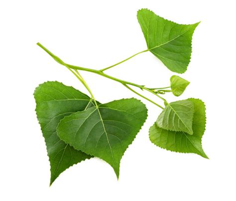 Poplar Tree Leaf Whats Wrong With My Plant Garden University Of