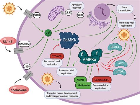 Frontiers Interplay Between Calcium And Ampk Signaling In Human Cytomegalovirus Infection