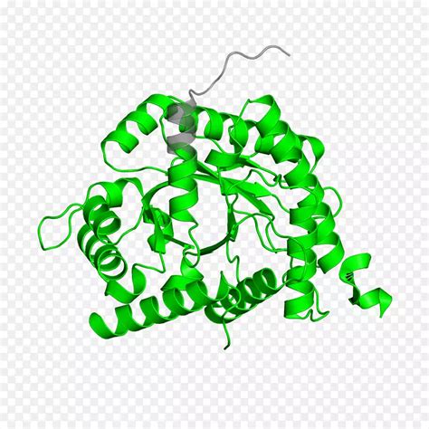 叶dna连接酶剪贴画png图片素材下载图片编号2339181 Png素材网