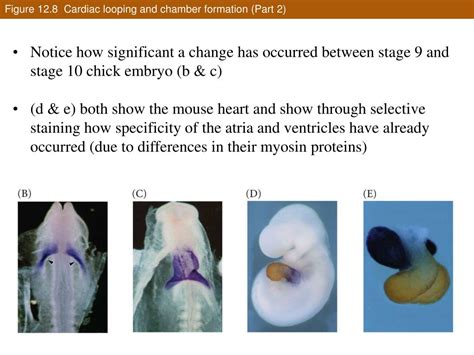 Ppt Lateral Plate Mesoderm And Endoderm Powerpoint Presentation Free