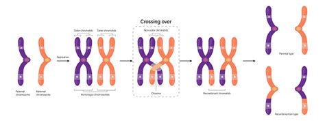 Ilustración De Cruce Entre Las Cromátidas No Hermanas Del Cromosoma