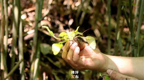 2000株国家二级重点保护野生植物秦岭石蝴蝶在佛坪野外回归 起点新闻客户端