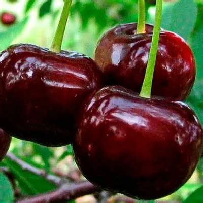 Купить саженцы в интернет магазине почтой в Самохваловичи