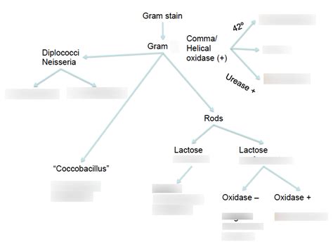 Gram Negative Diagram Quizlet
