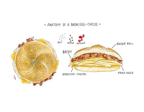 Anatomy Of A Bacon Egg And Cheese New York Classic Print Etsy